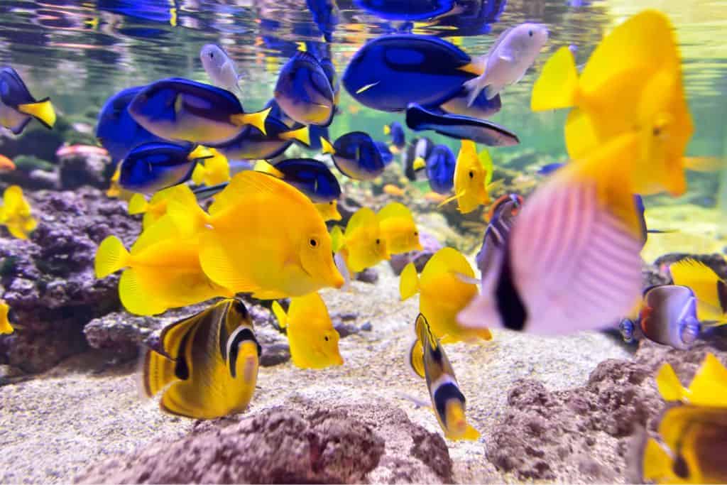 13 Best Places To Snorkel In Cozumel (Tips From A Local)