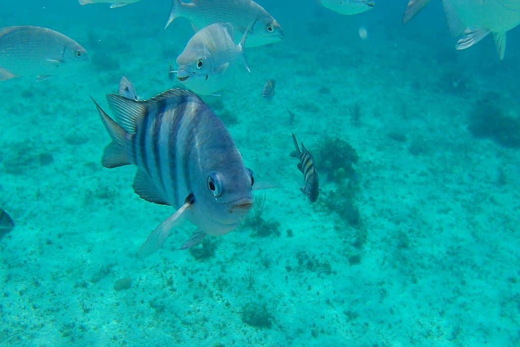 13 Best Places To Snorkel In Cozumel (Tips From A Local)